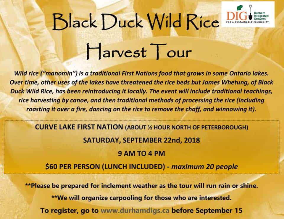 Black Duck Wild Rice Harvest Tour - Durham Integrated Growers